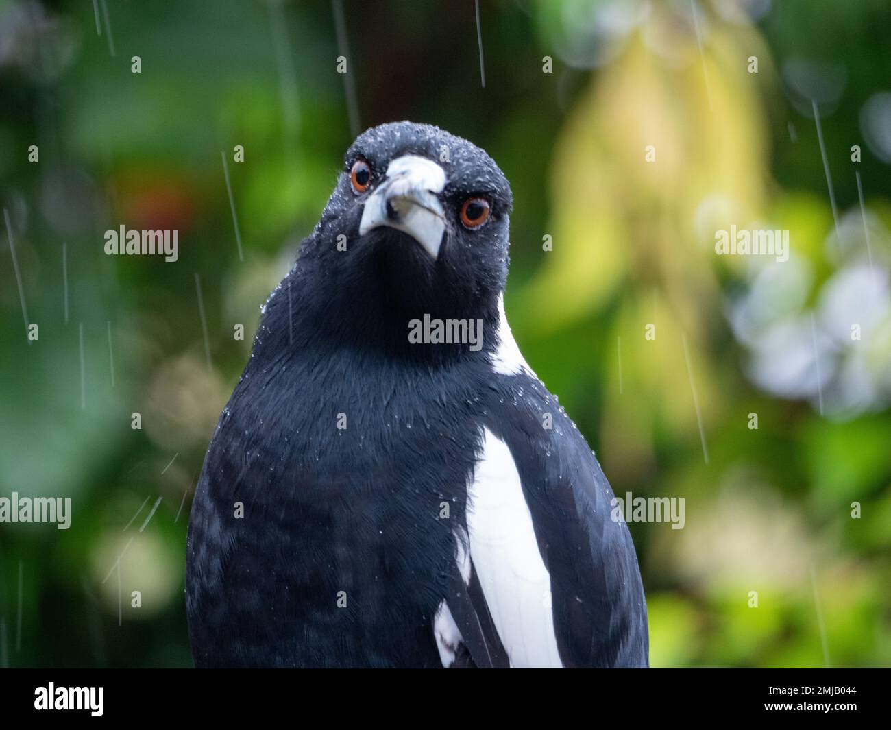 Bird Portrait of an Australian Magpie getting wet as the rain falling ...