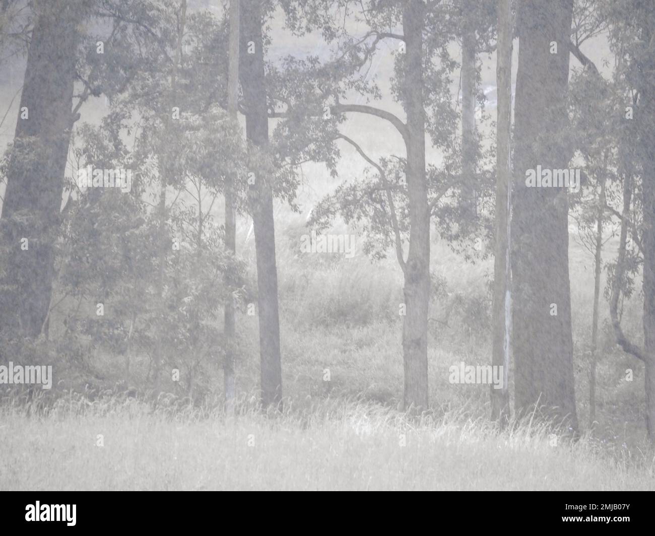 A sketchy looking hazy scene of trees and grasses, Australian bush ...