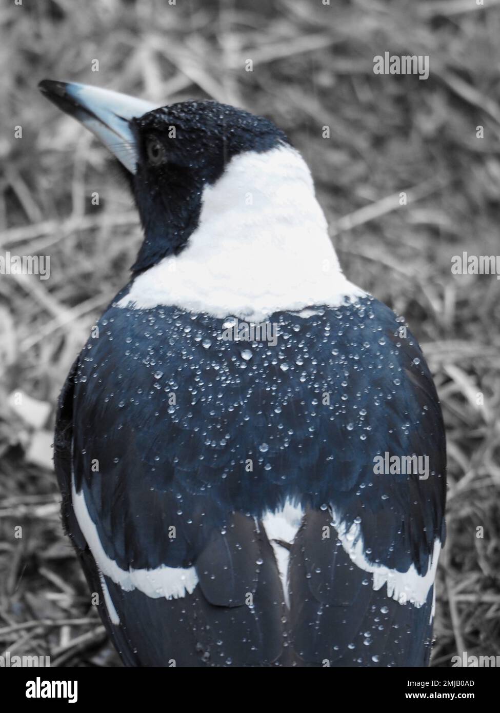 Magpie, Australian native bird, Gymnorhina tibicen, in the rain with ...