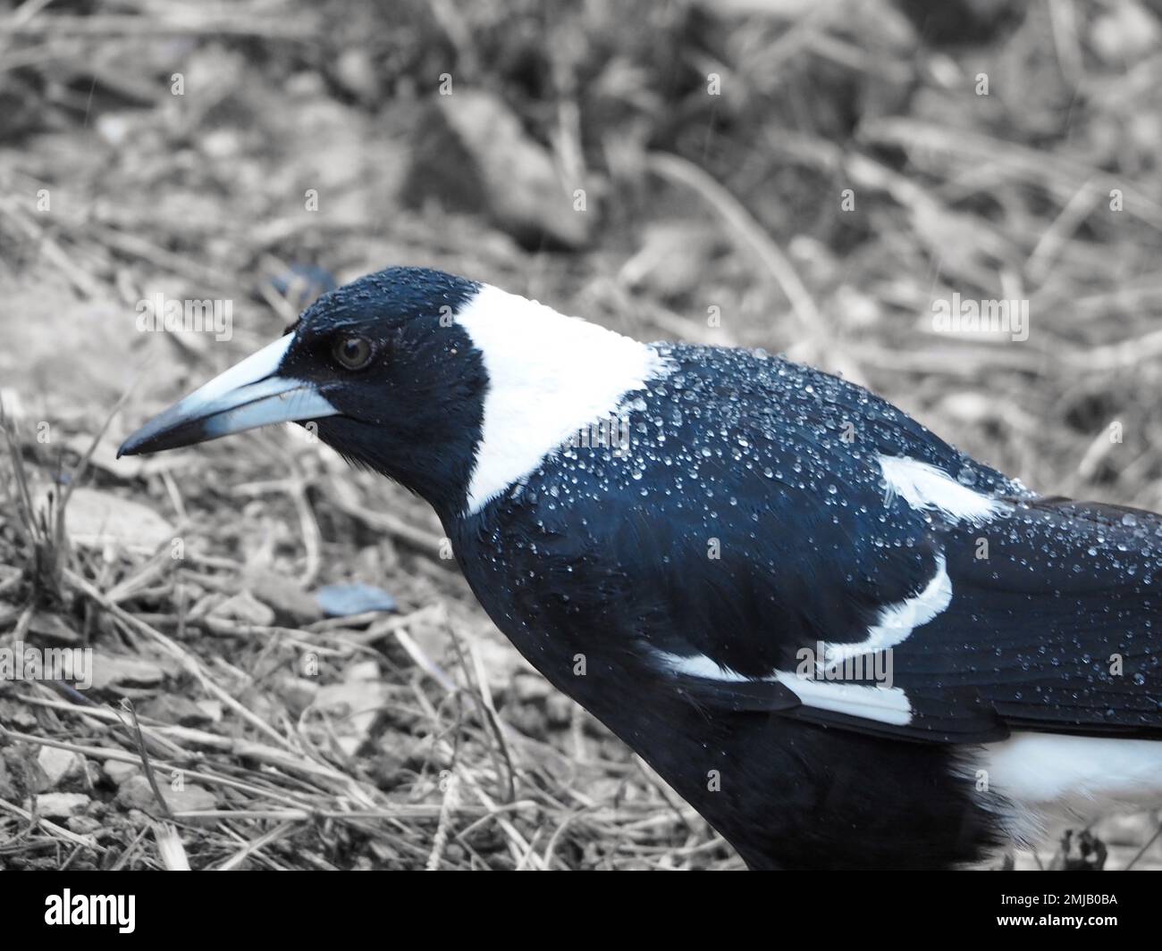 Magpie, Australian native bird, Gymnorhina tibicen, fossicking on the ...