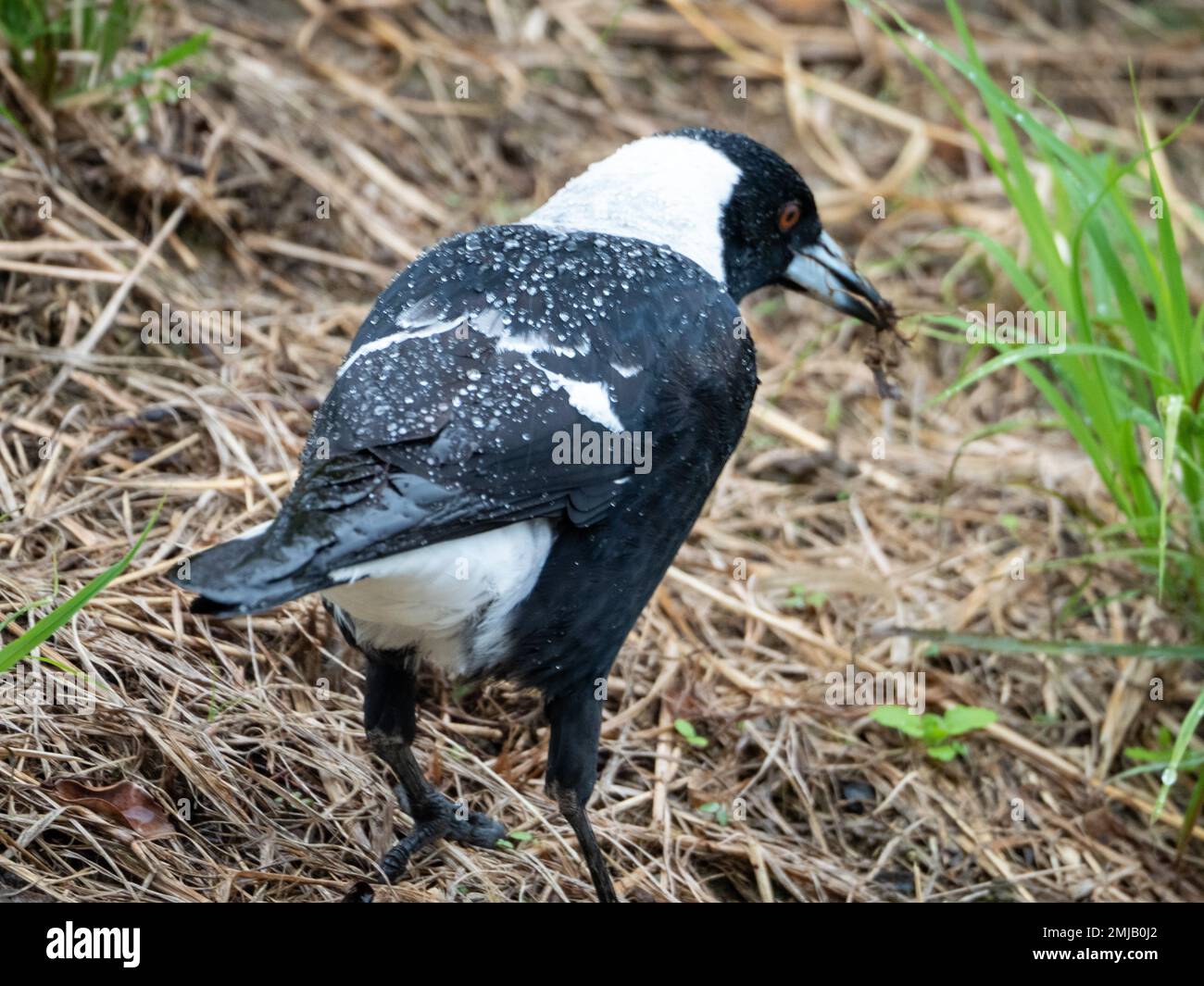 Magpie, Australian native bird, Gymnorhina tibicen, on the ground in ...