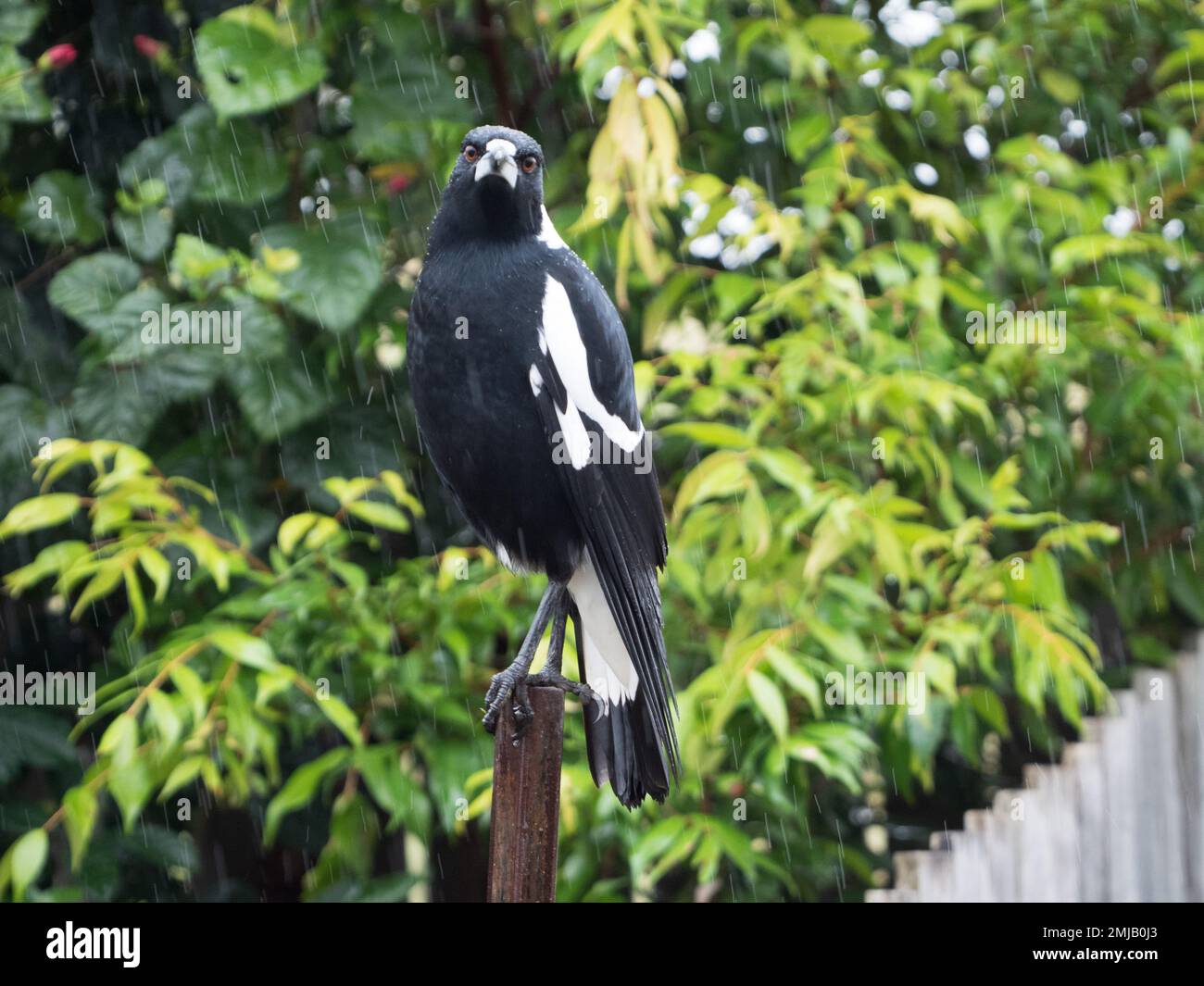 Layers of tail feathers hi-res stock photography and images - Alamy