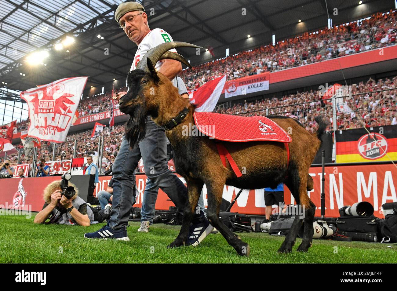 Billy goat Hennes IX. arrives as new Cologne mascot prior the German ...