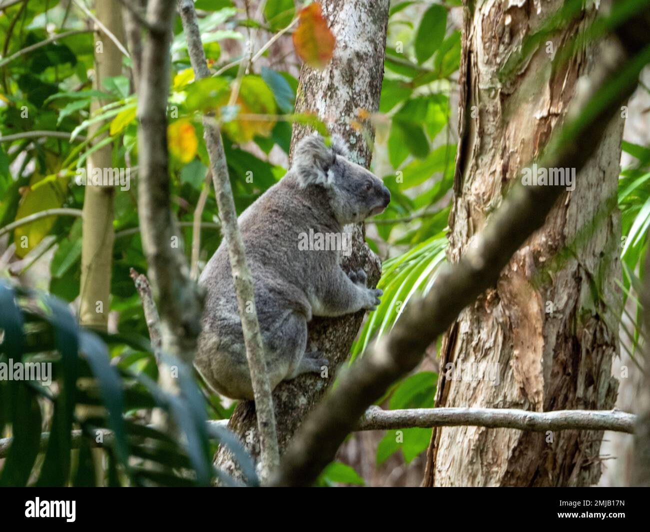 Koala, Iconic Australian Native Animal climbing up into the trees Stock ...