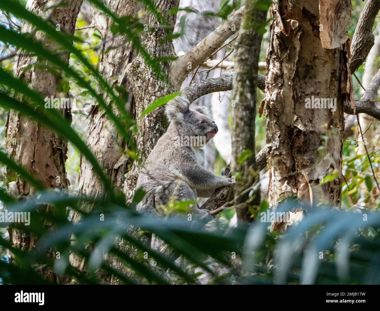Koala, Iconic Australian Native Animal climbing up into the trees Stock ...