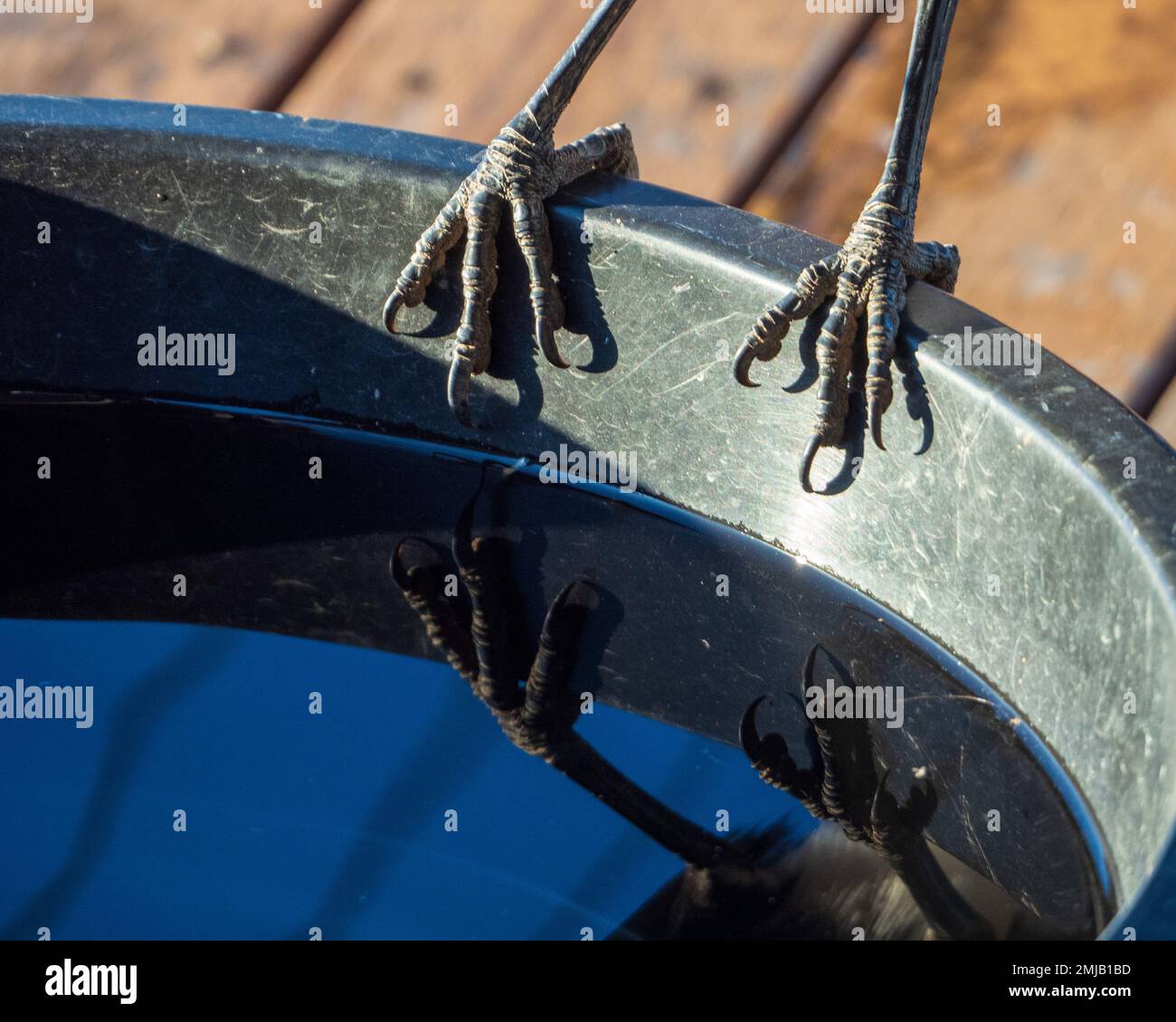 Birds feet, magpie claws reflected in the water of the bowl its perched ...