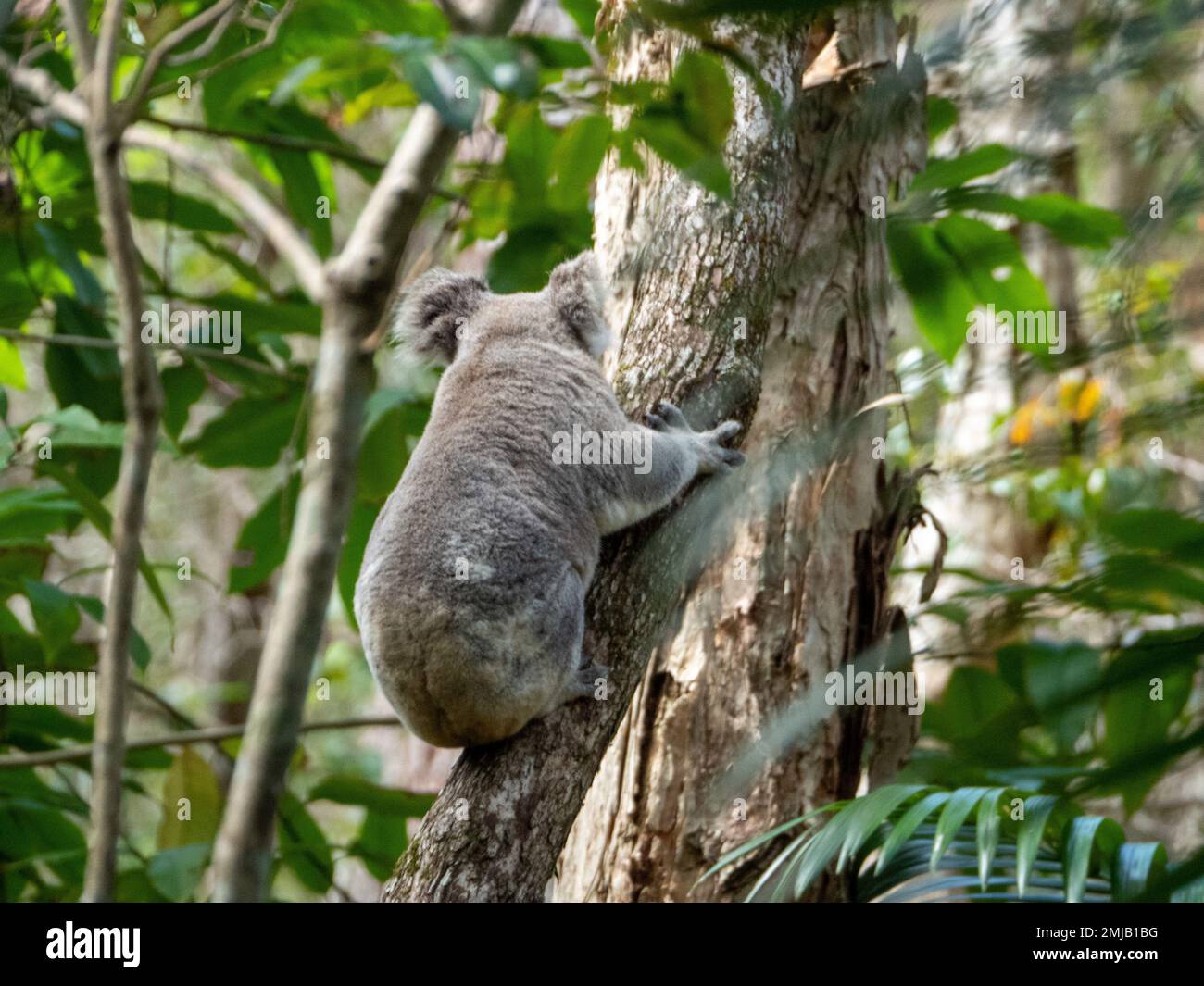 Koala, Iconic Australian Native Animal climbing up into the trees Stock ...