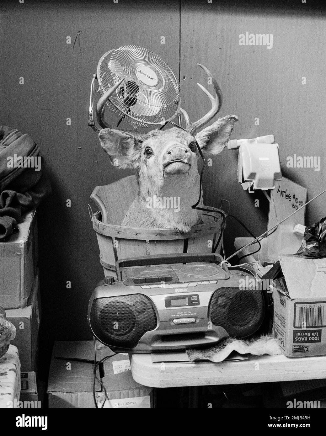 A somewhat disturbing display of oddities for sale behind a counter at ...