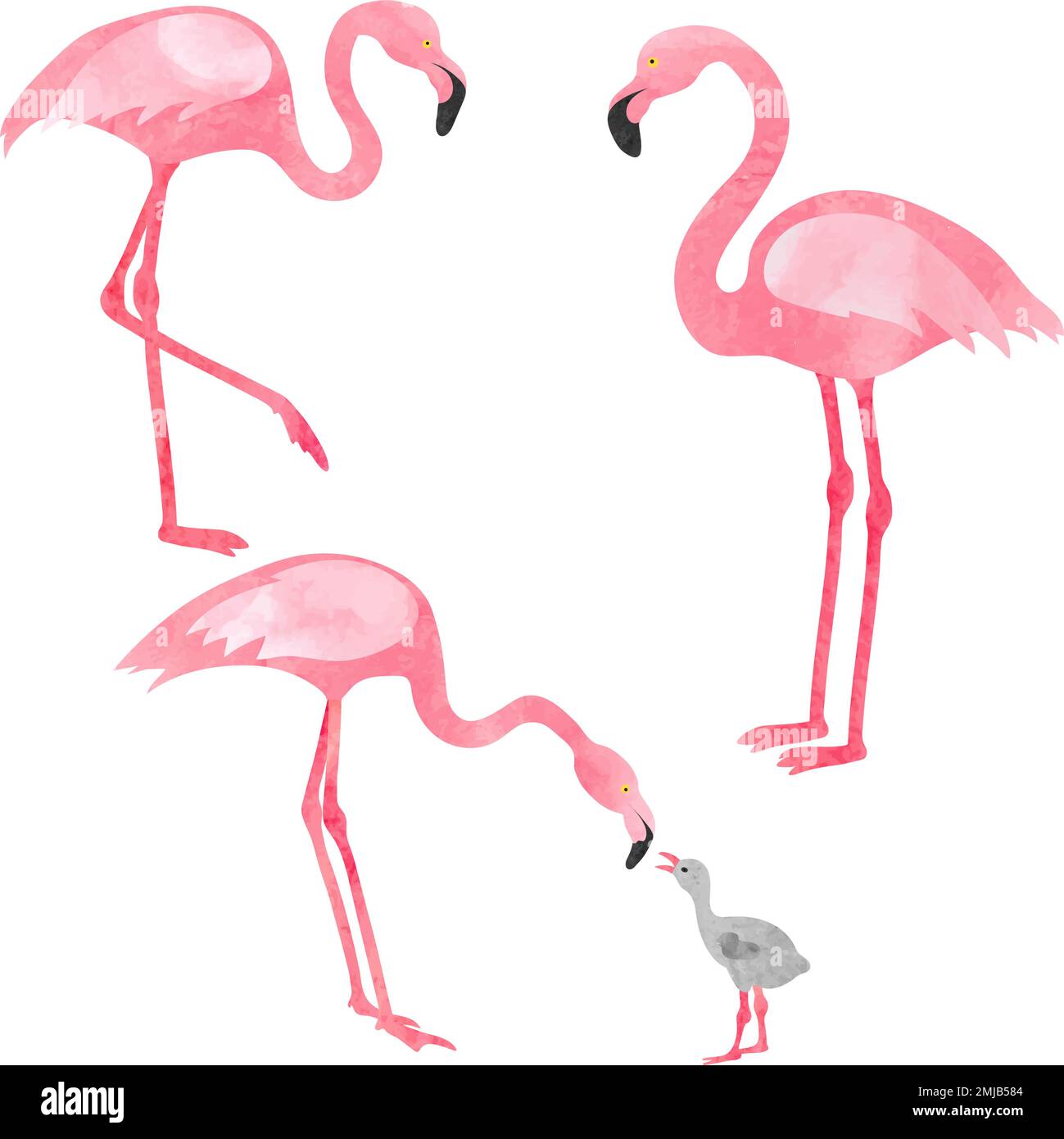 Set of watercolor flamingos isolated on white. Vector illustration of ...