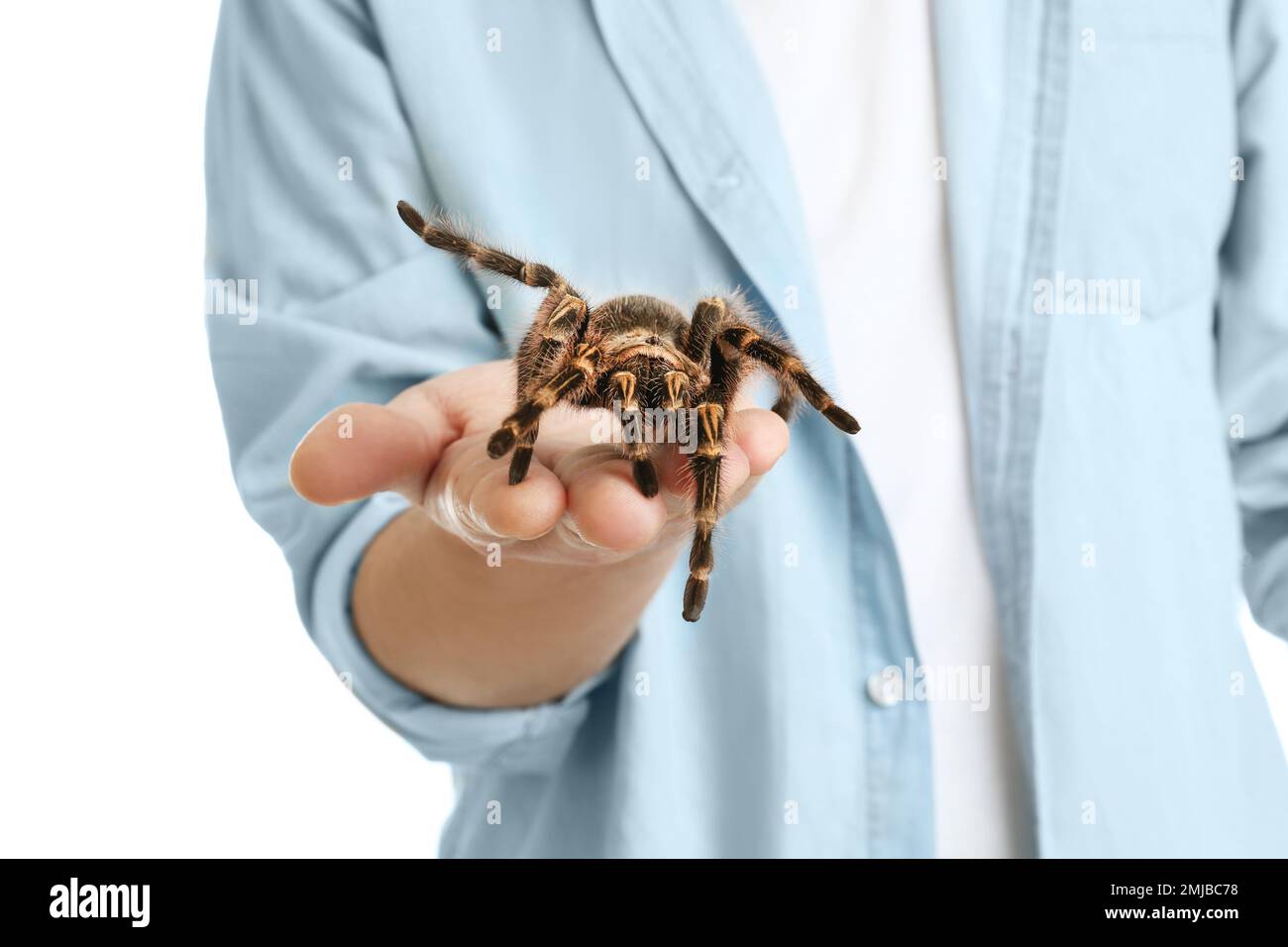 Man holding striped knee tarantula on white background, closeup Stock ...
