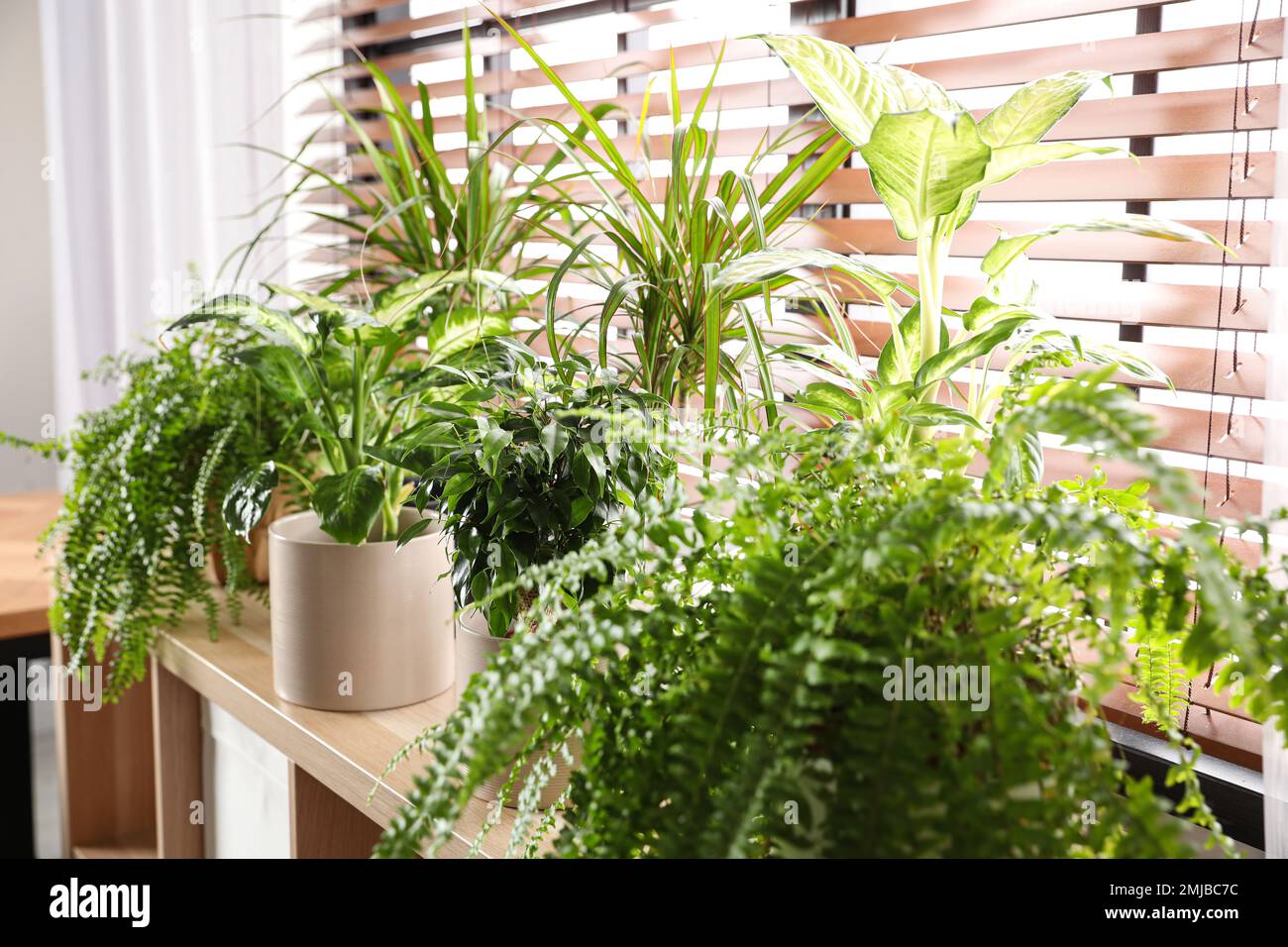 Beautiful plants on window sill at home Stock Photo - Alamy
