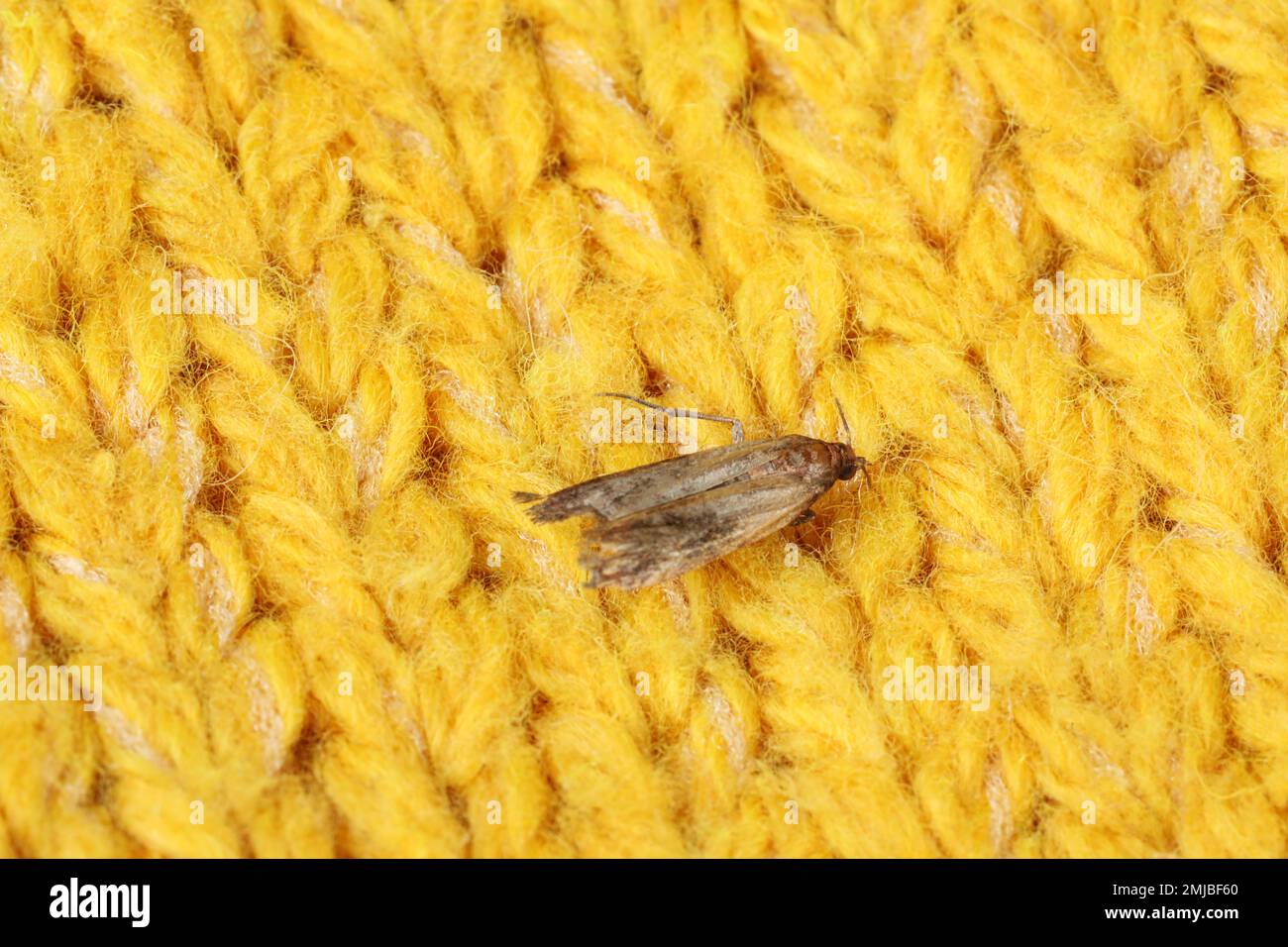 Common clothes moth (Tineola bisselliella) on yellow knitted fabric ...