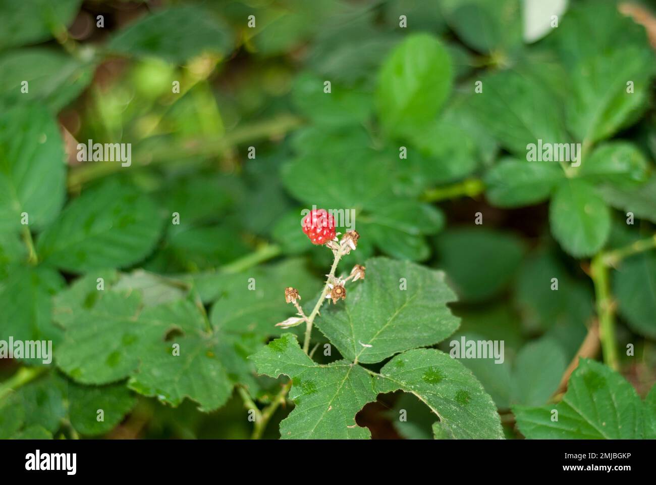 Blackberry rubus ulmifolius black rubus hi-res stock photography and ...