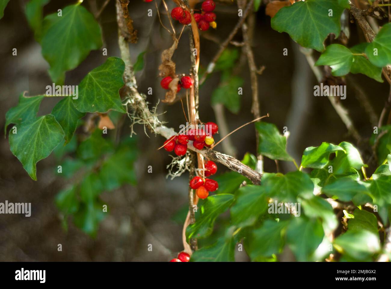 wild red berries in forest with green leaves in forest bird food ...