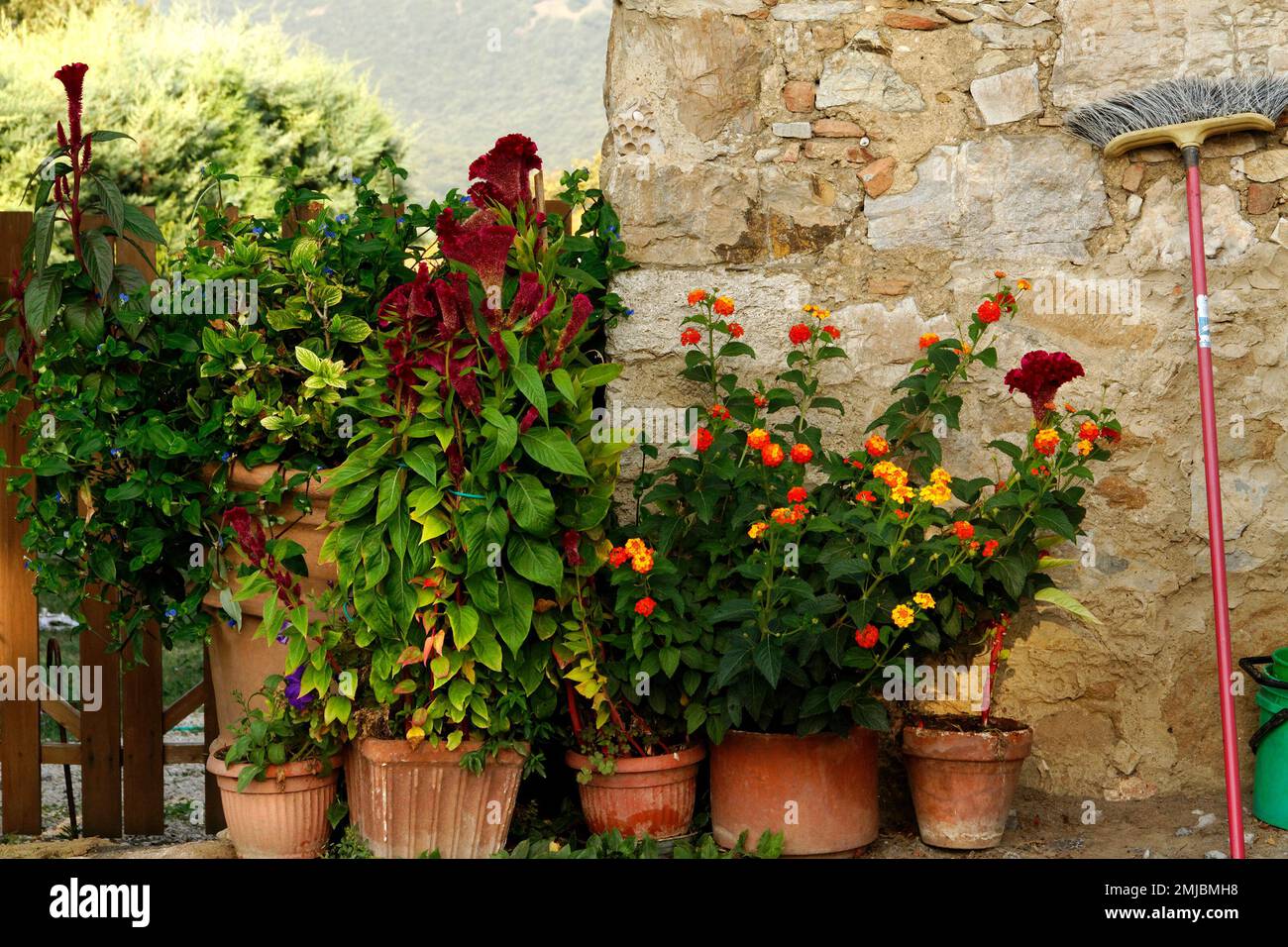 Different plants in terracotta pots, flowers, and broom leaning on ...