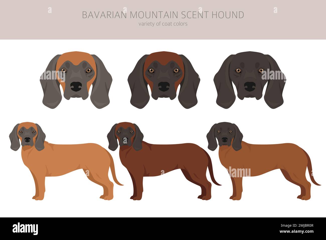 Bavarian mountain scent hound clipart. Different coat colors and poses ...