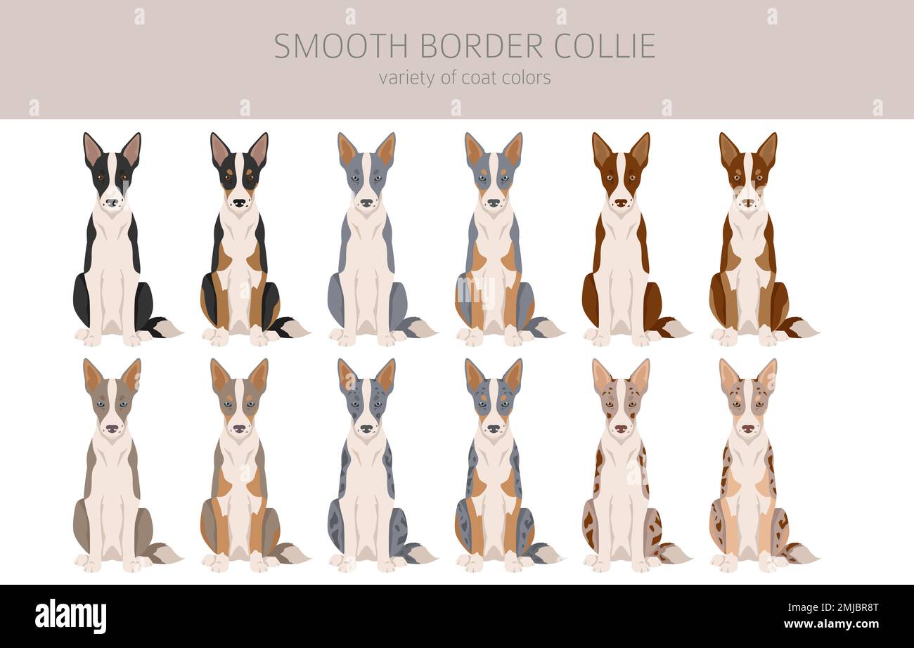 Smooth border collie clipart. Different poses, coat colors set. Vector ...