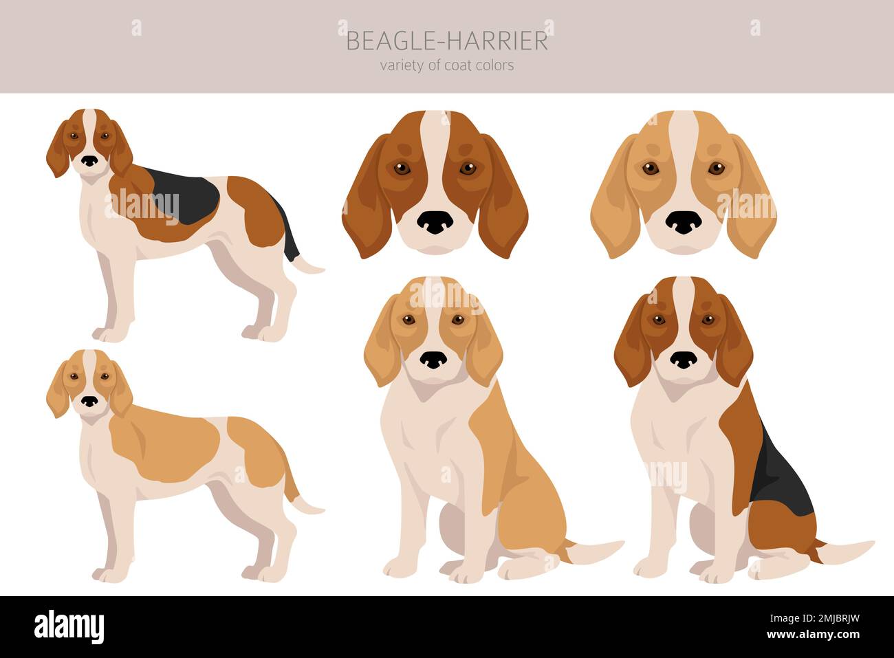 Beagle colours Stock Vector Images - Alamy