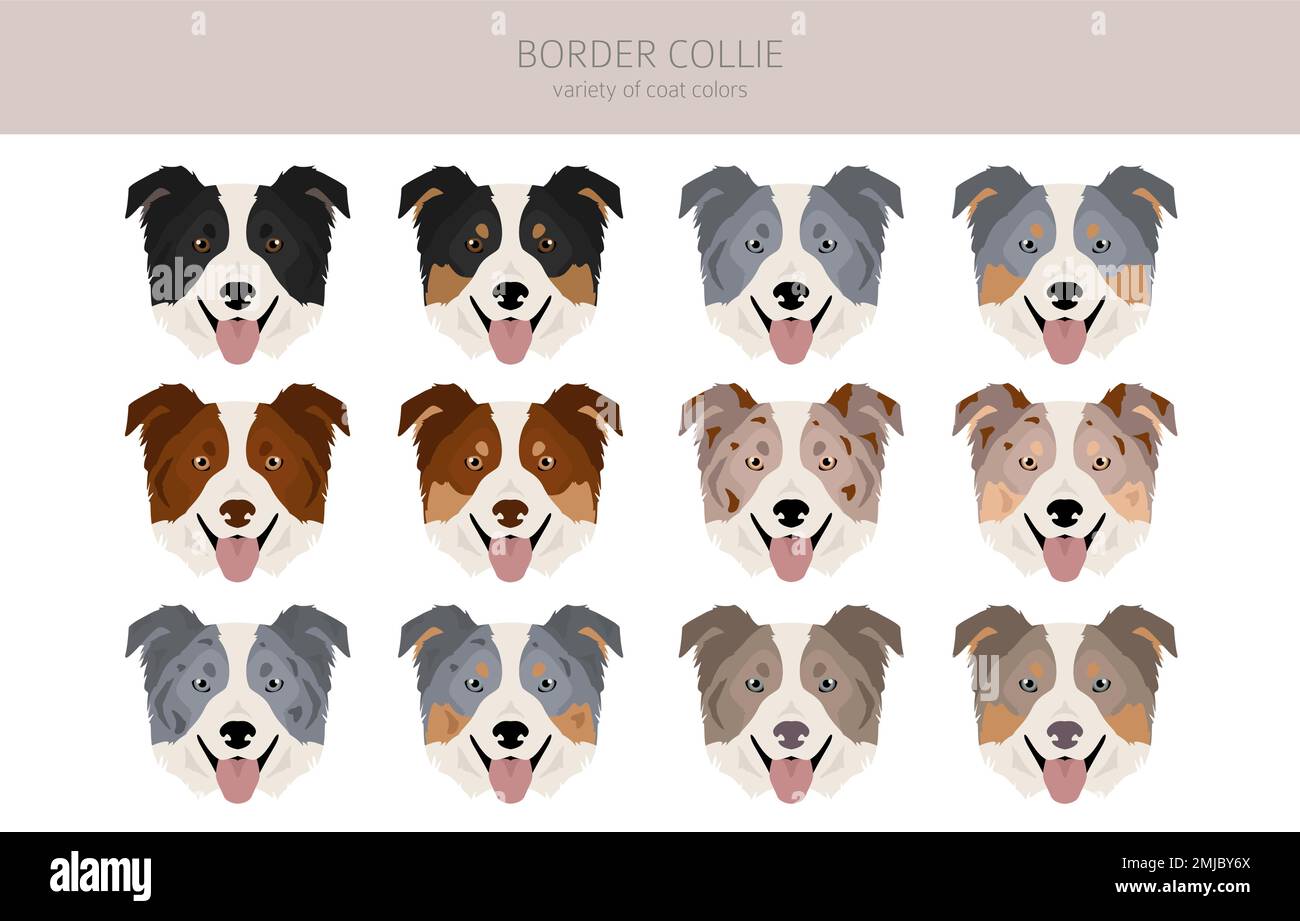 Blue Merle Border Collie Clipart