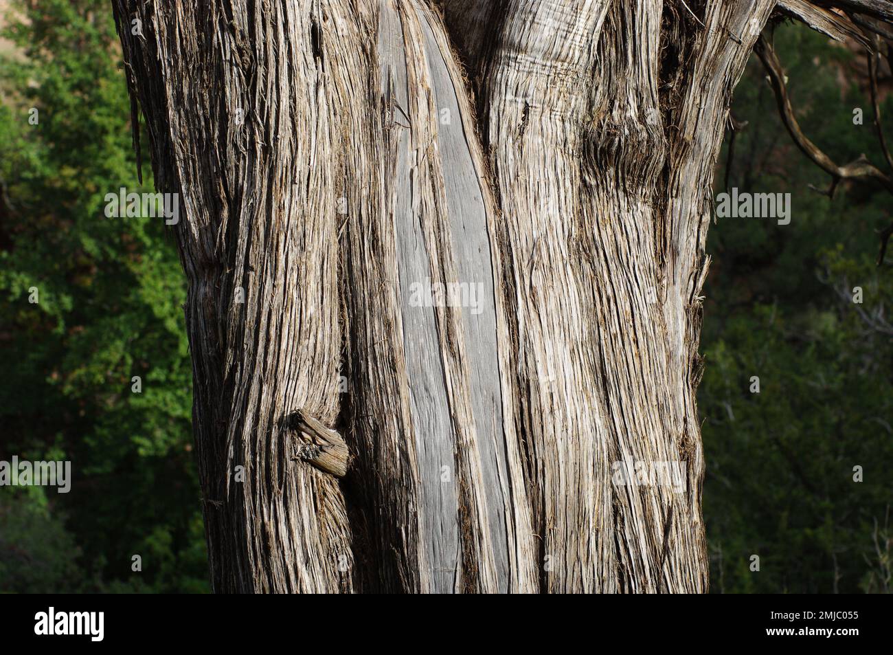 Juniper Bark in the Sedona Desert Stock Photo - Alamy