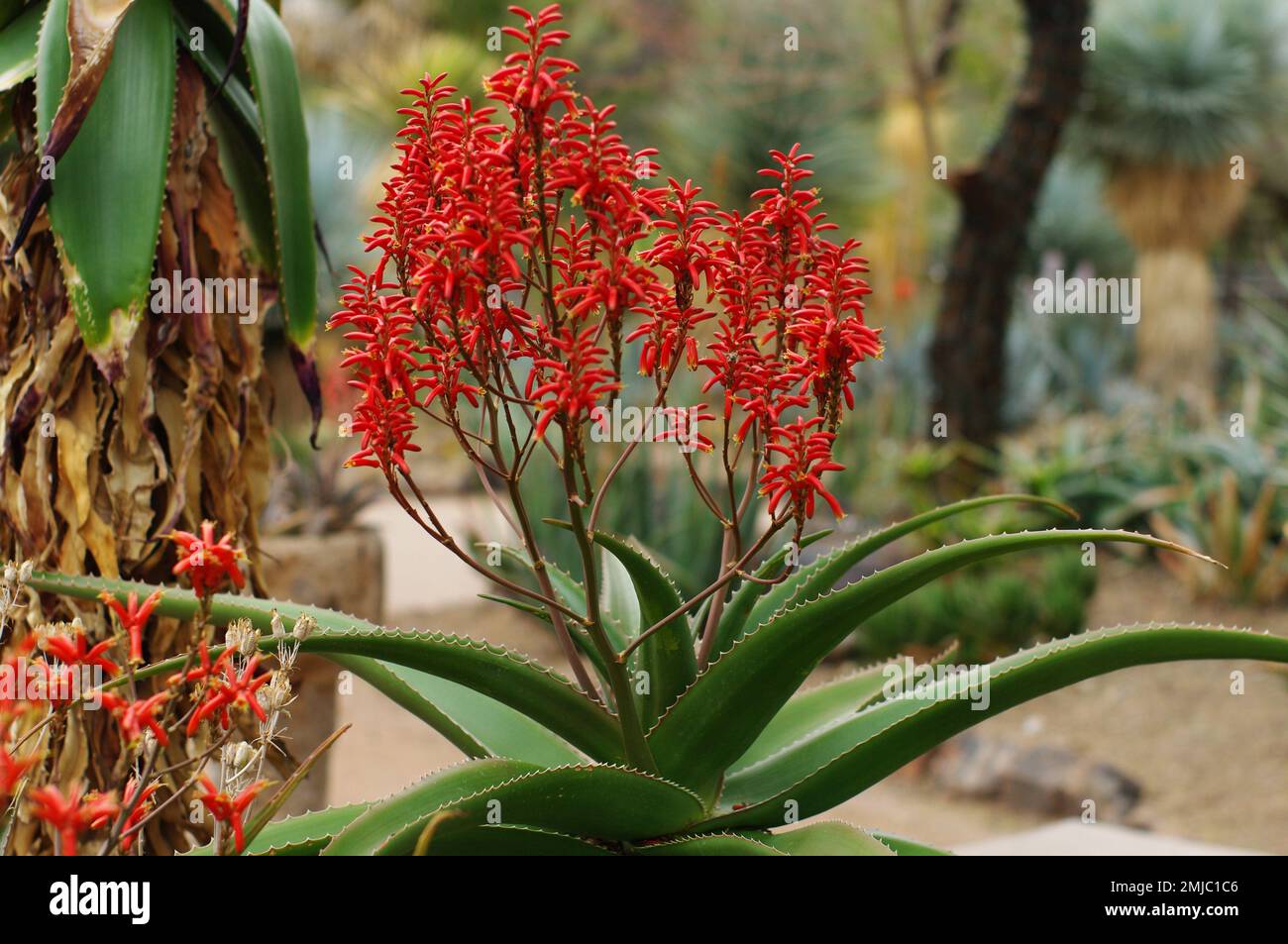Yucca Plant Blooming in Arizona red blossoms and green leaves Stock ...