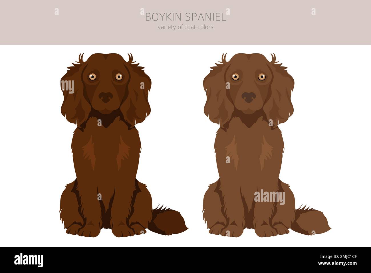 Boykin spaniel clipart. Different coat colors and poses set. Vector ...