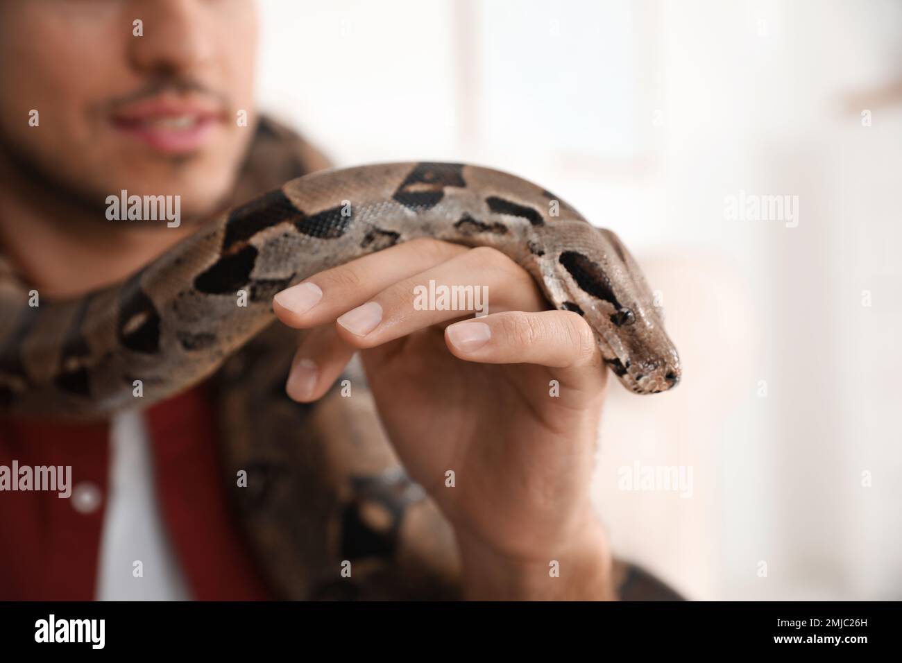 Man with his boa constrictor at home, closeup. Exotic pet Stock Photo ...
