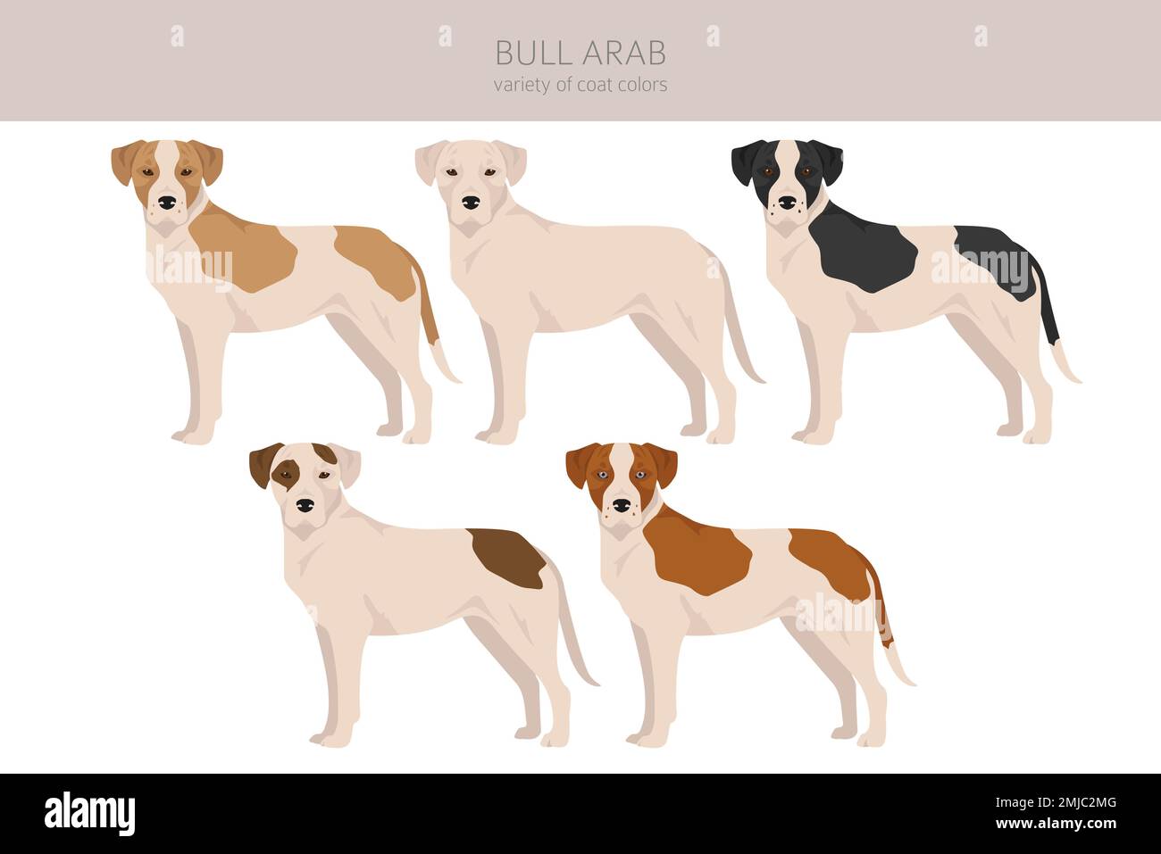 Bull Arab clipart. Different coat colors and poses set. Vector ...