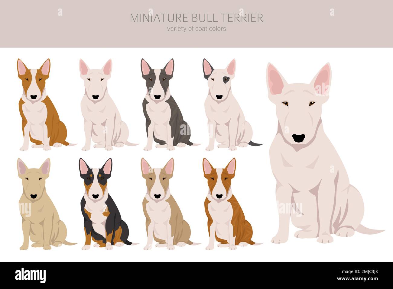 Miniature bull terrier clipart. Different poses, coat colors set ...