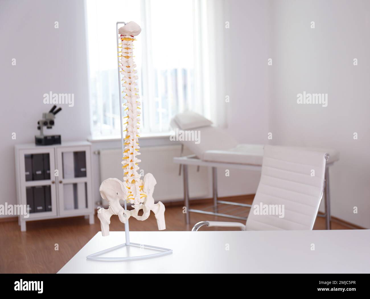 Human spine model on table in orthopedist's office Stock Photo - Alamy