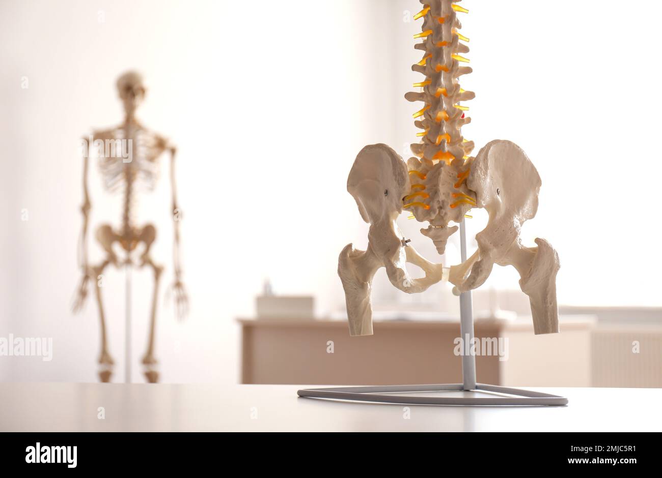 Tailbone hi-res stock photography and images - Alamy
