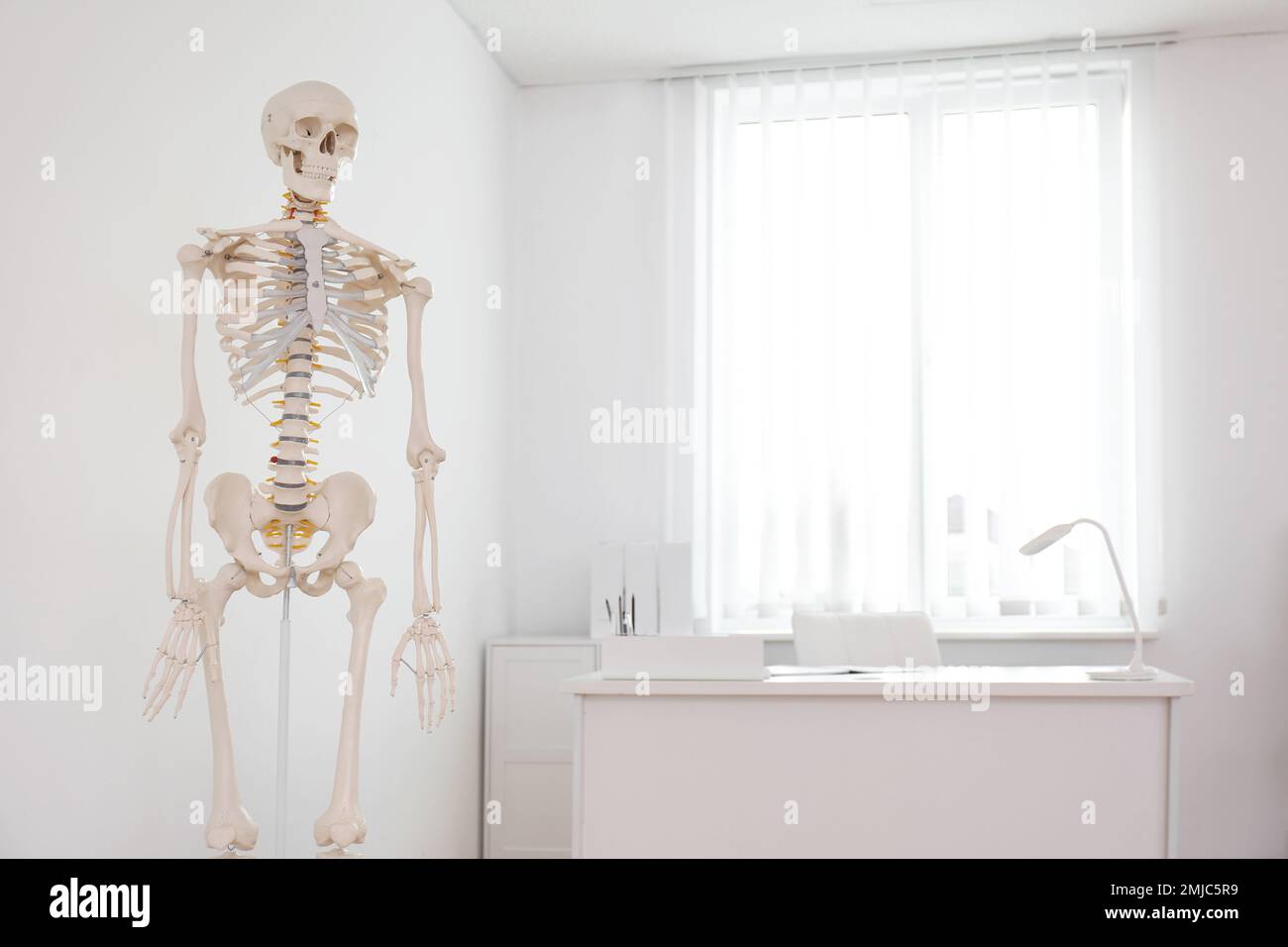 Human skeleton model in modern orthopedist's office Stock Photo - Alamy