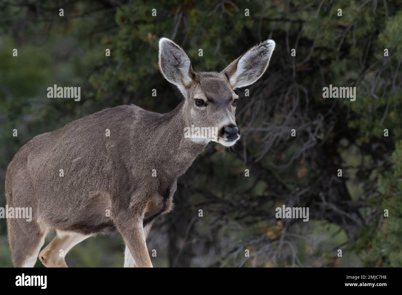 Young Mule Deer (Odocileus hemionus) walking, looking at camera. Grand ...