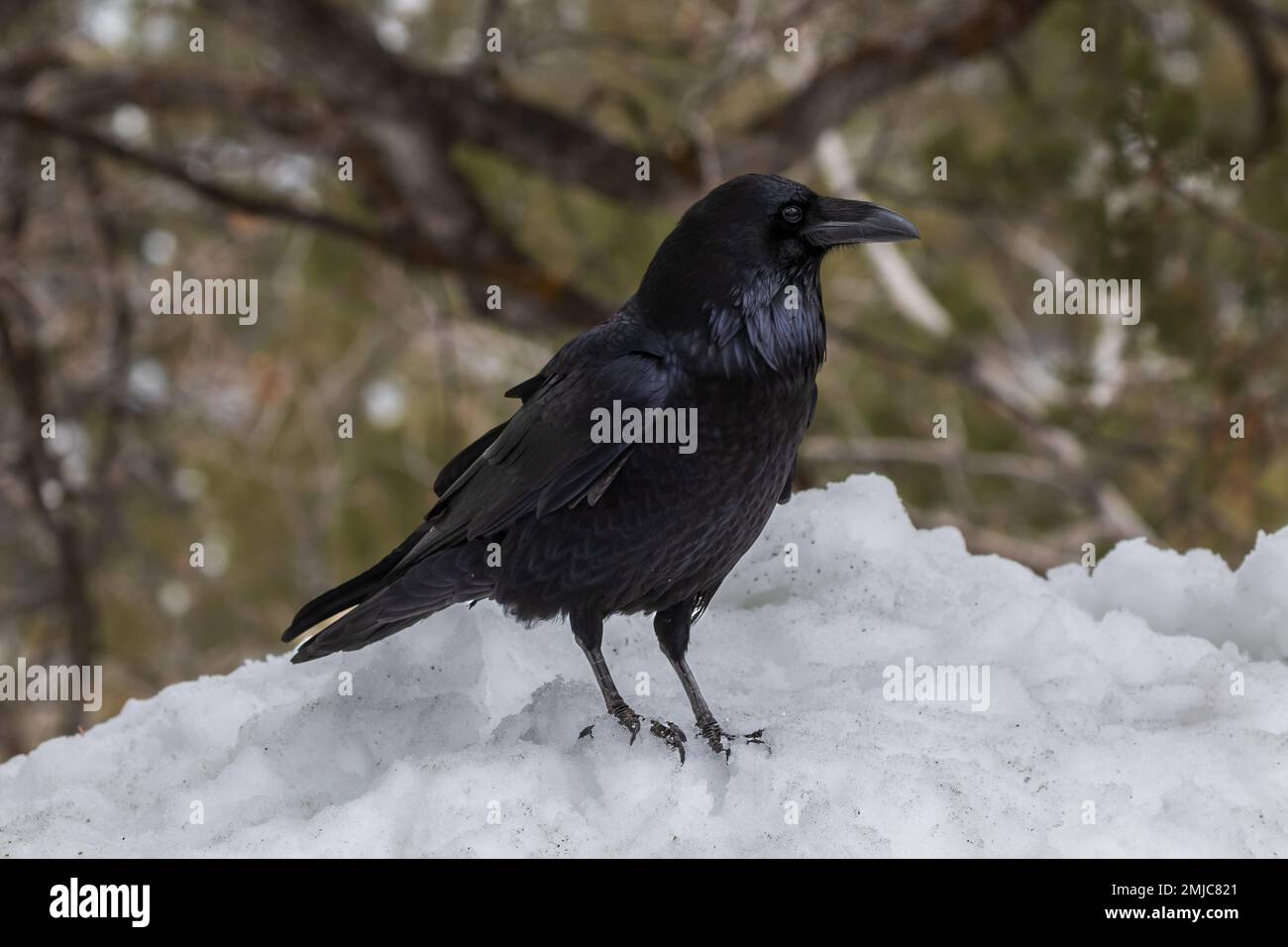 Common Raven (Genus Corvus) standing on snowbank, side view, Grand ...