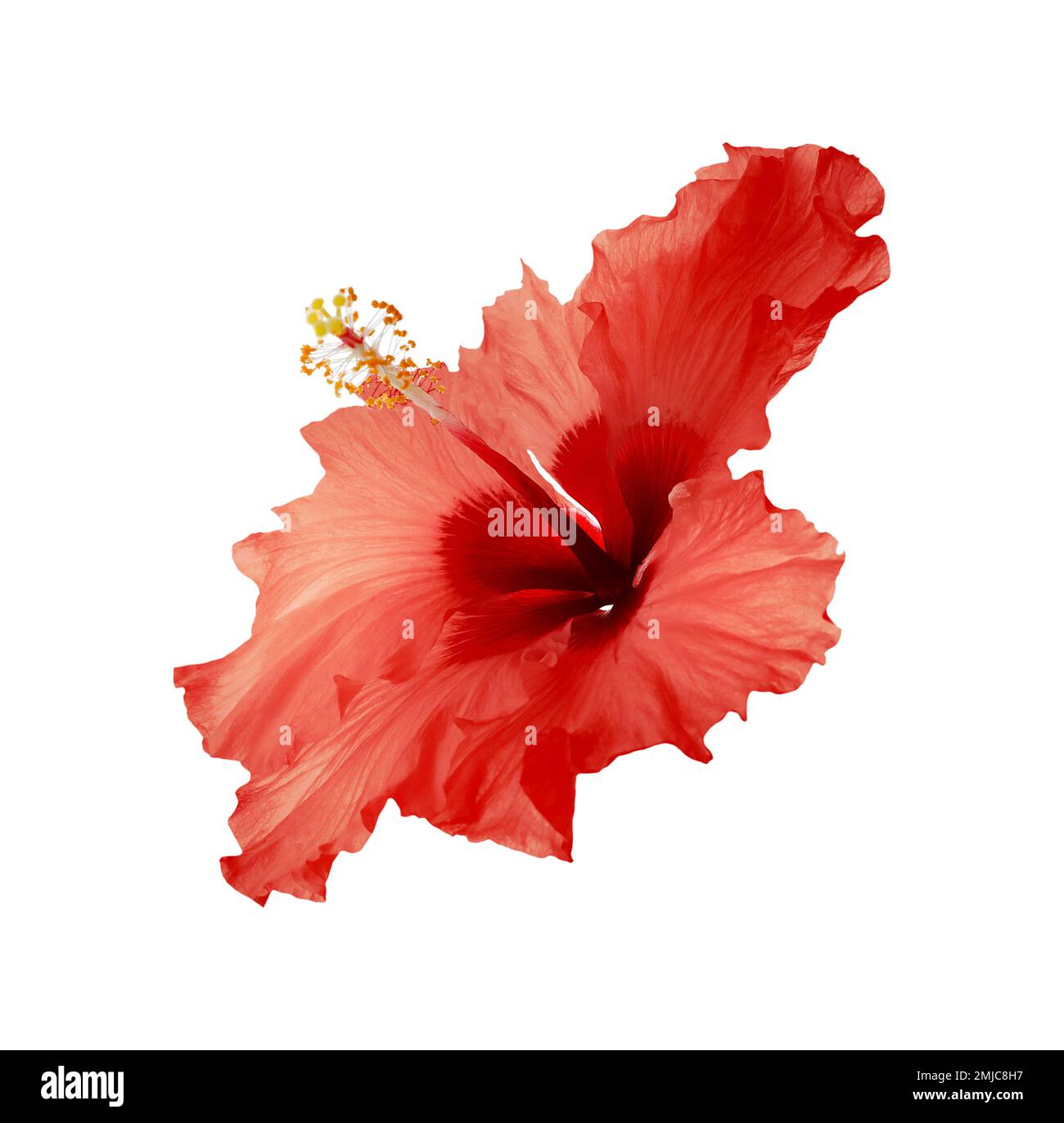 Asian hibiscus flower Cut Out Stock Images & Pictures - Alamy