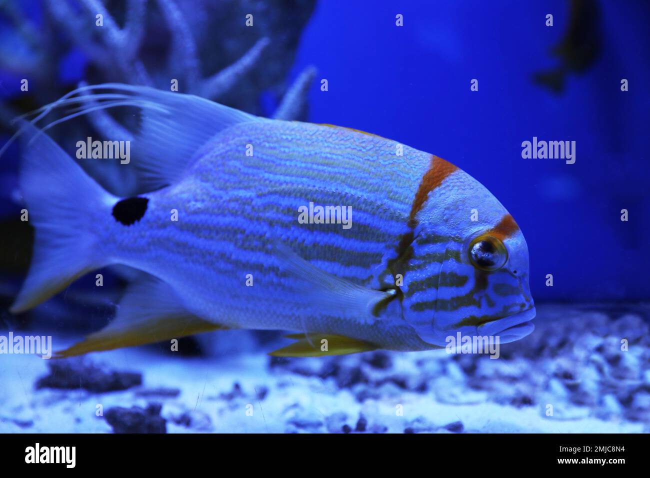 Beautiful angelfish swimming in clear toned blue aquarium Stock Photo ...