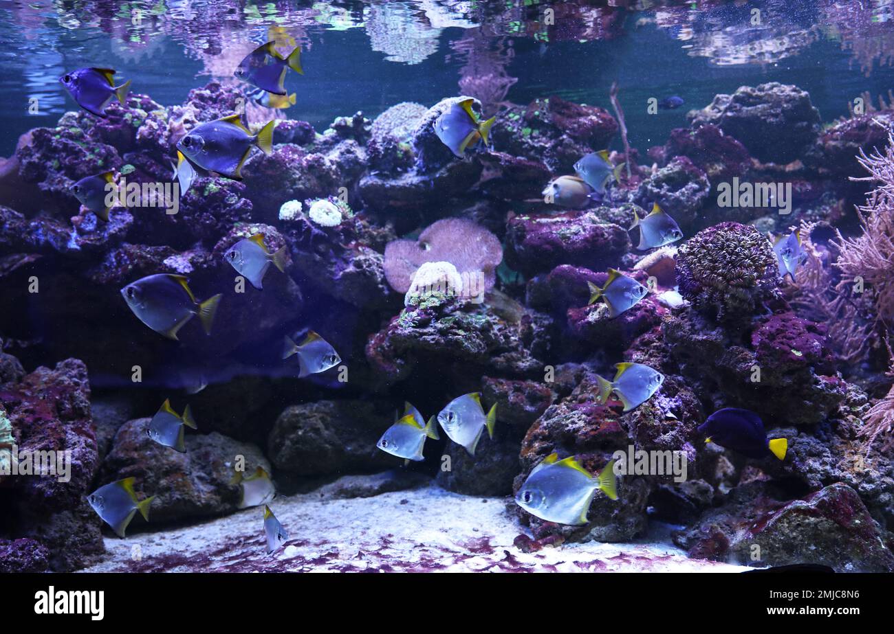 Many beautiful tropical fish in clear aquarium Stock Photo - Alamy