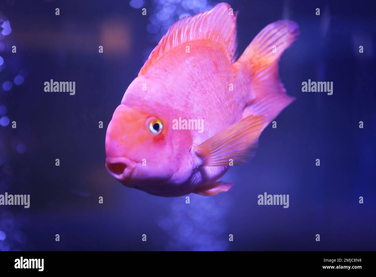 Beautiful blood parrot cichlid fish in clear aquarium, closeup Stock ...