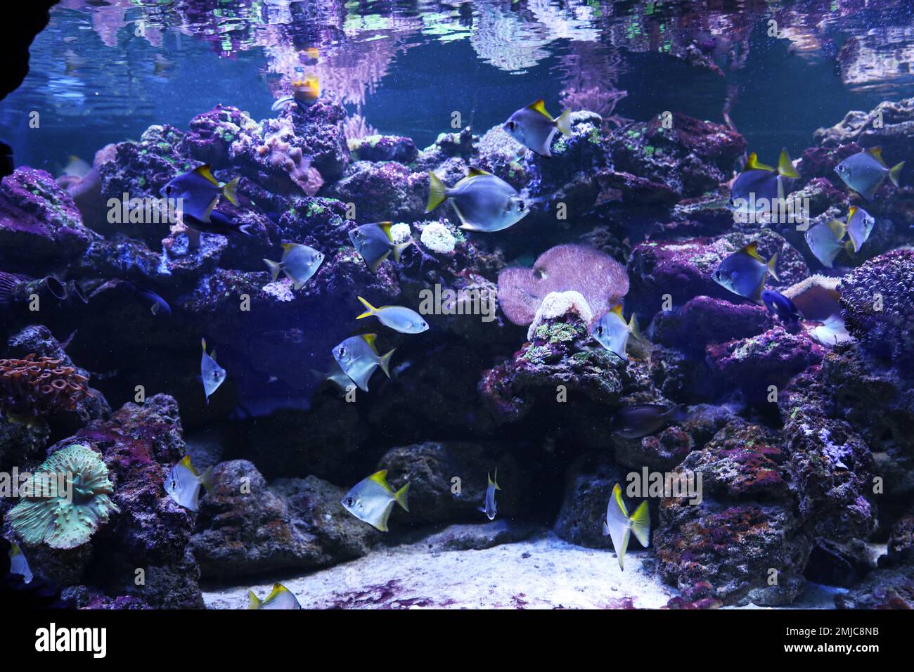 Many beautiful tropical fish in clear aquarium Stock Photo - Alamy