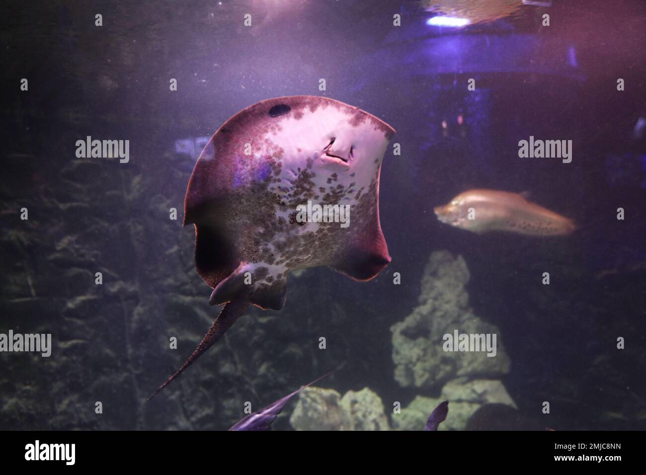 Tropical ray fish swimming in clear aquarium Stock Photo - Alamy