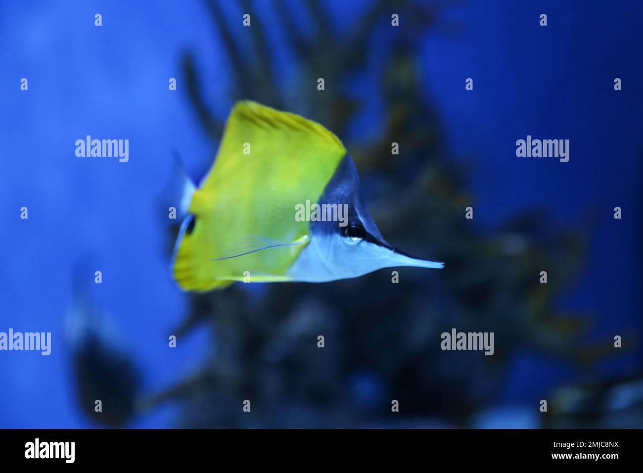 Beautiful yellow longnose butterfly fish in clear toned blue aquarium ...