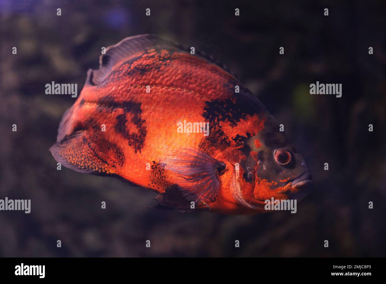 Bright oscar fish underwater hi-res stock photography and images - Alamy
