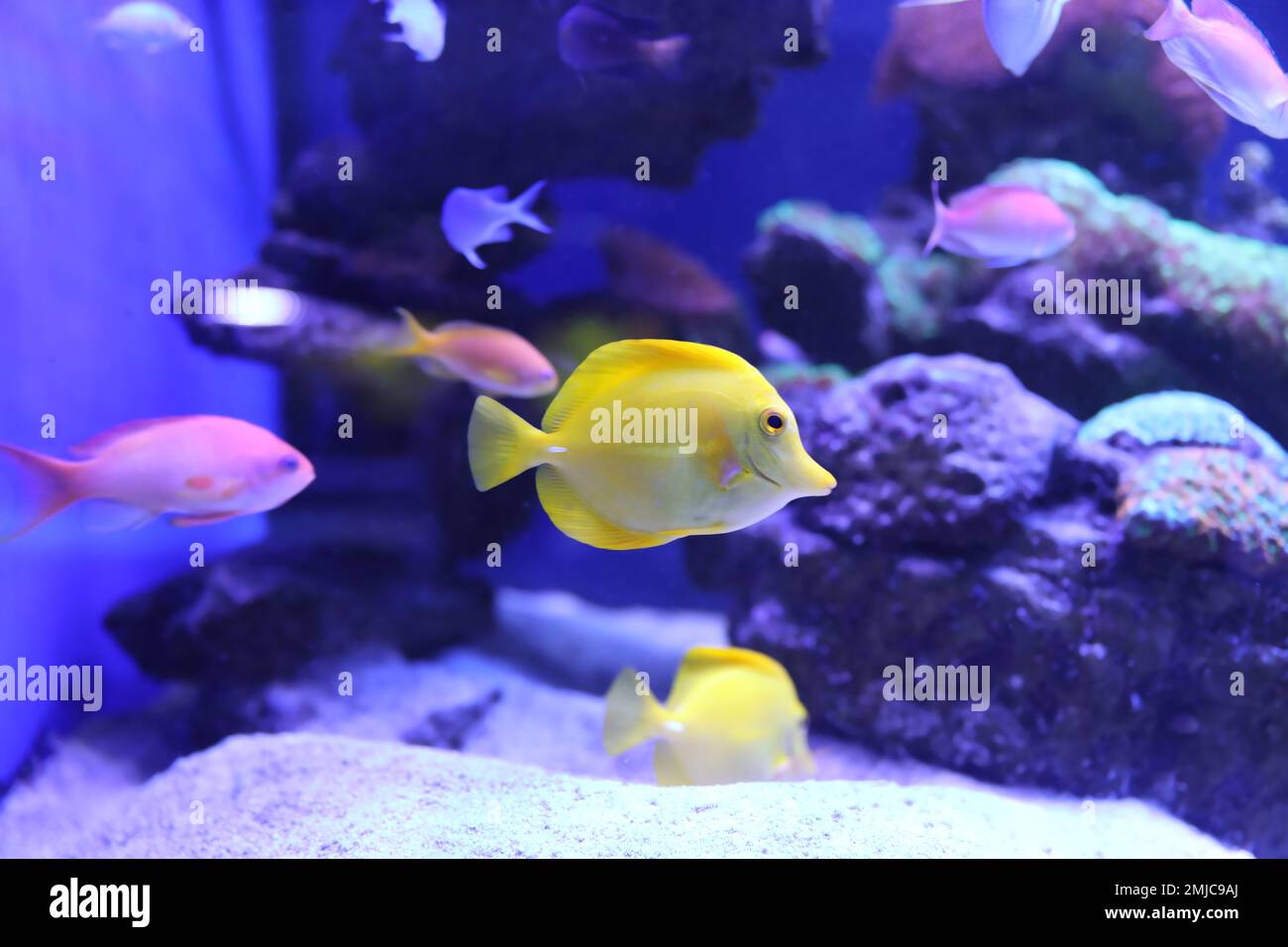 Different tropical fishes swimming in aquarium water Stock Photo - Alamy