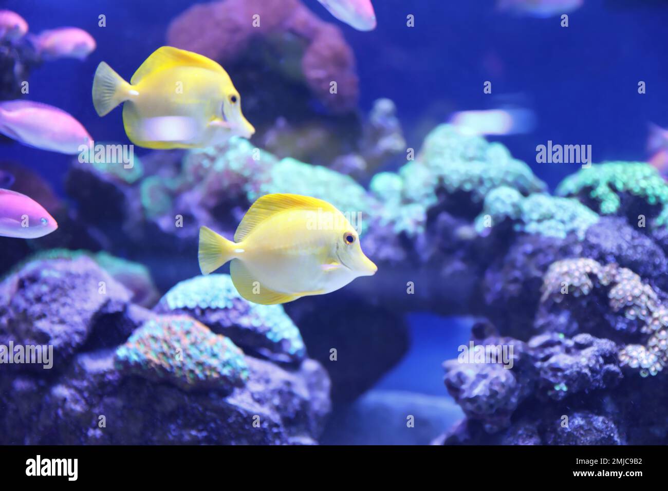 Different tropical fishes swimming in aquarium water Stock Photo - Alamy