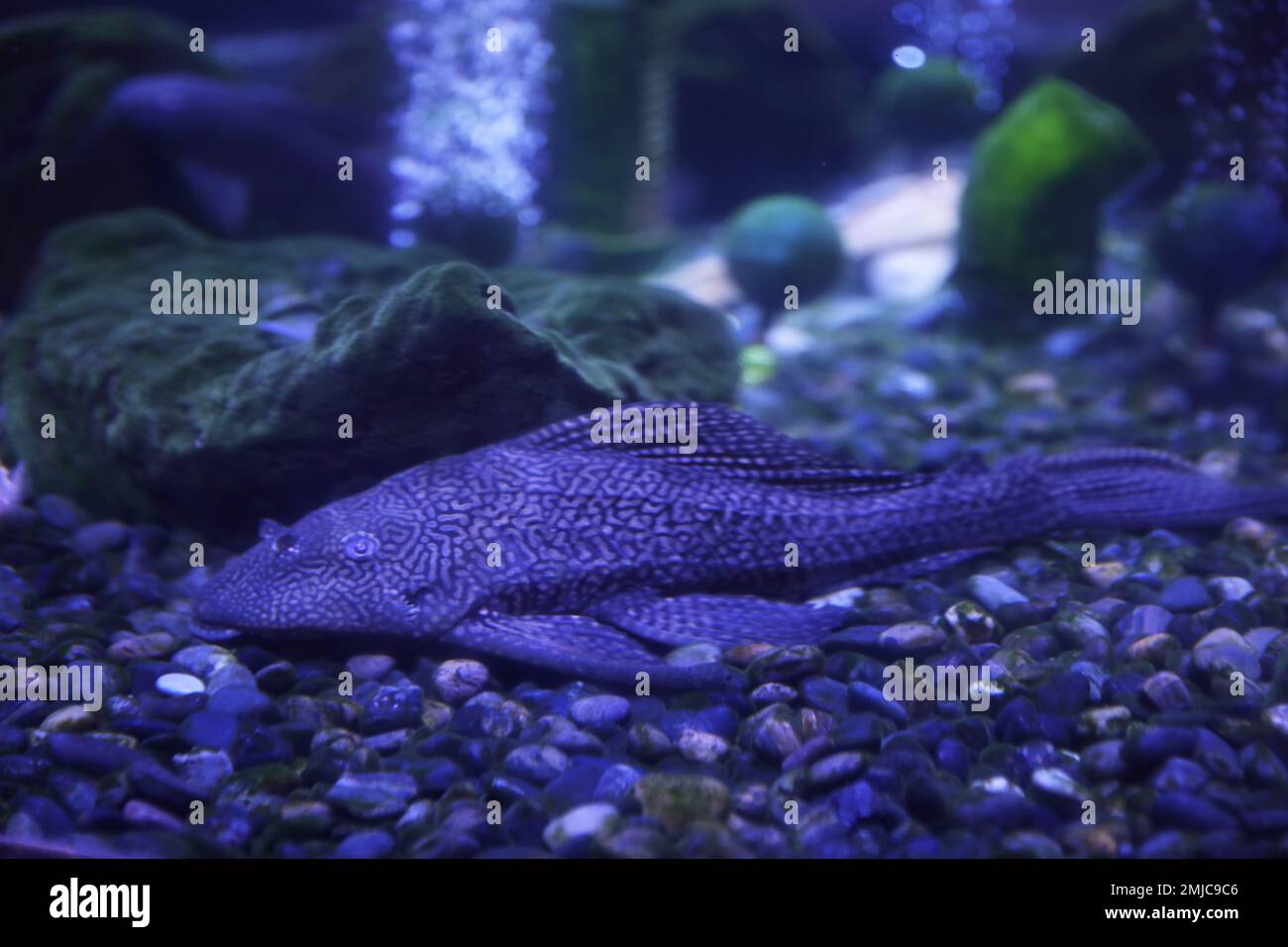 Leopard catfish at bottom of clear aquarium Stock Photo - Alamy