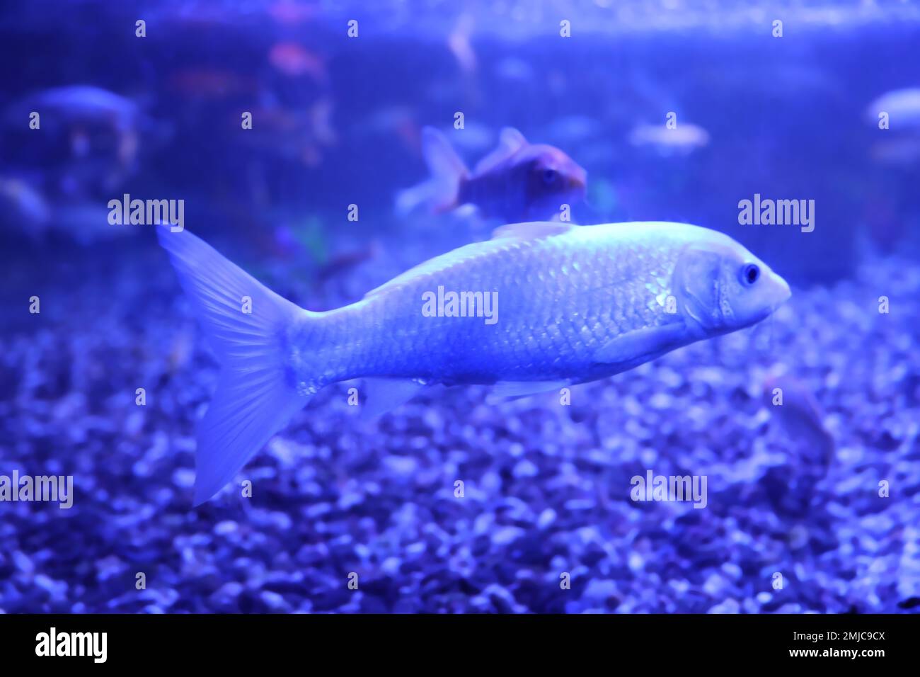 Beautiful small catfish in clear aquarium water Stock Photo - Alamy
