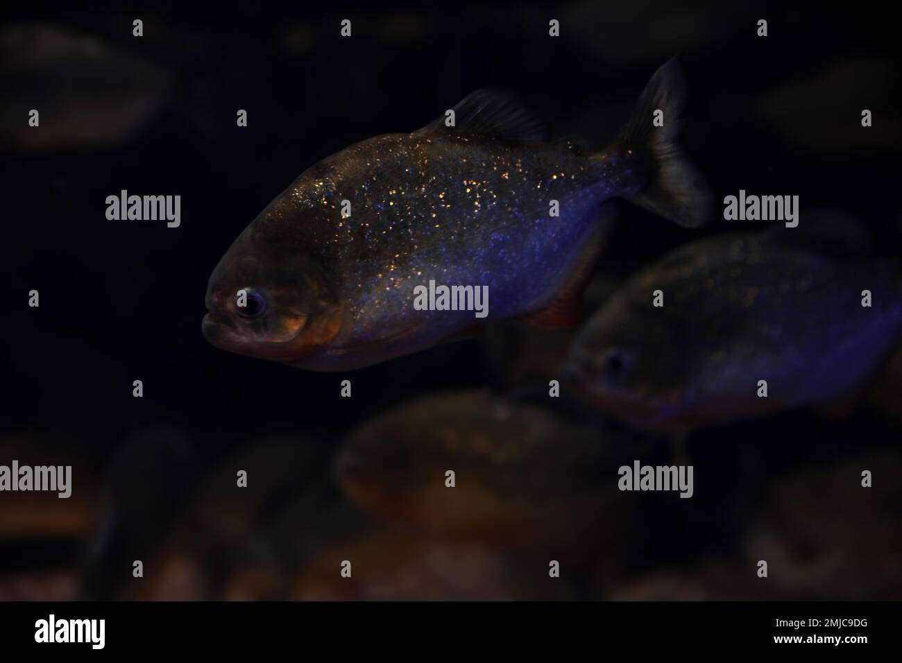 Shiny piranha fish swimming in dark aquarium Stock Photo - Alamy