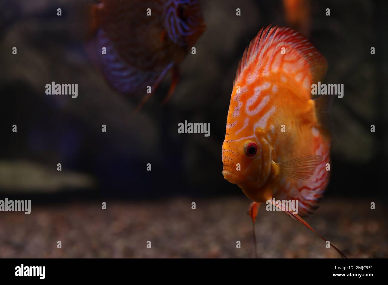 Beautiful discus fish in clear aquarium water Stock Photo - Alamy