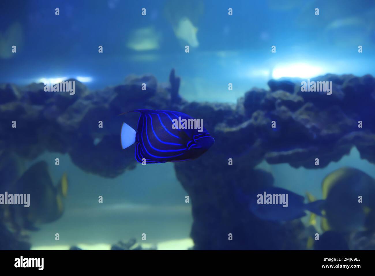 Blue ring angelfish swimming in clear aquarium water Stock Photo - Alamy