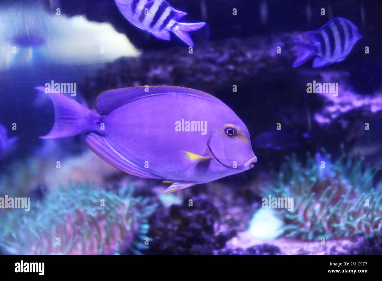 Beautiful surgeon fish swimming in aquarium water Stock Photo - Alamy